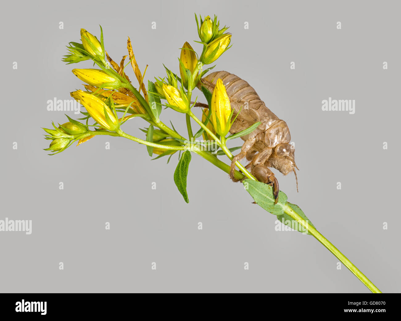 Cicada exoskeleton, shed skin. Great detail. On yellow flower, grey ...