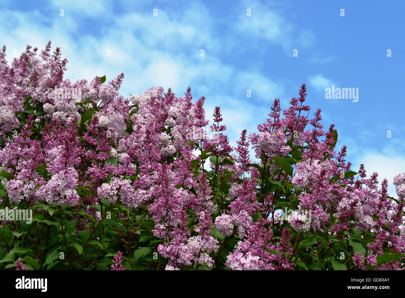 Lilacs in Bloom Stock Photo - Alamy