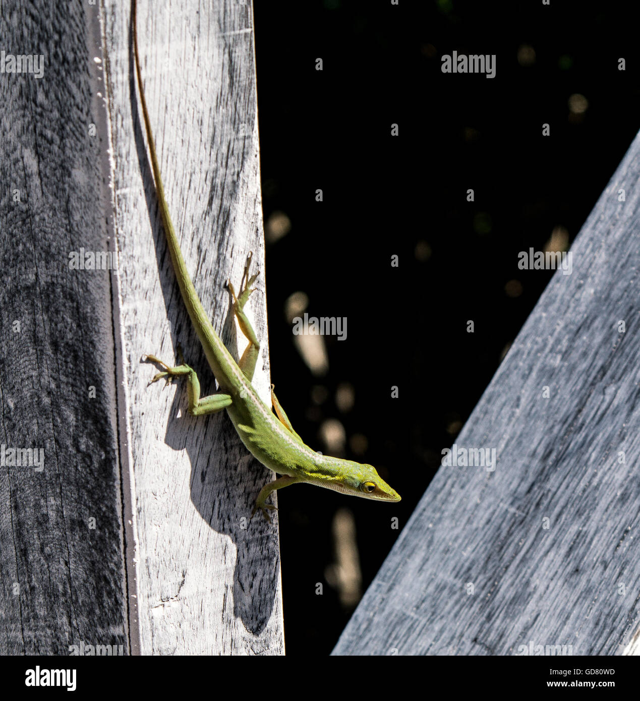 Exotic animal hi-res stock photography and images - Alamy