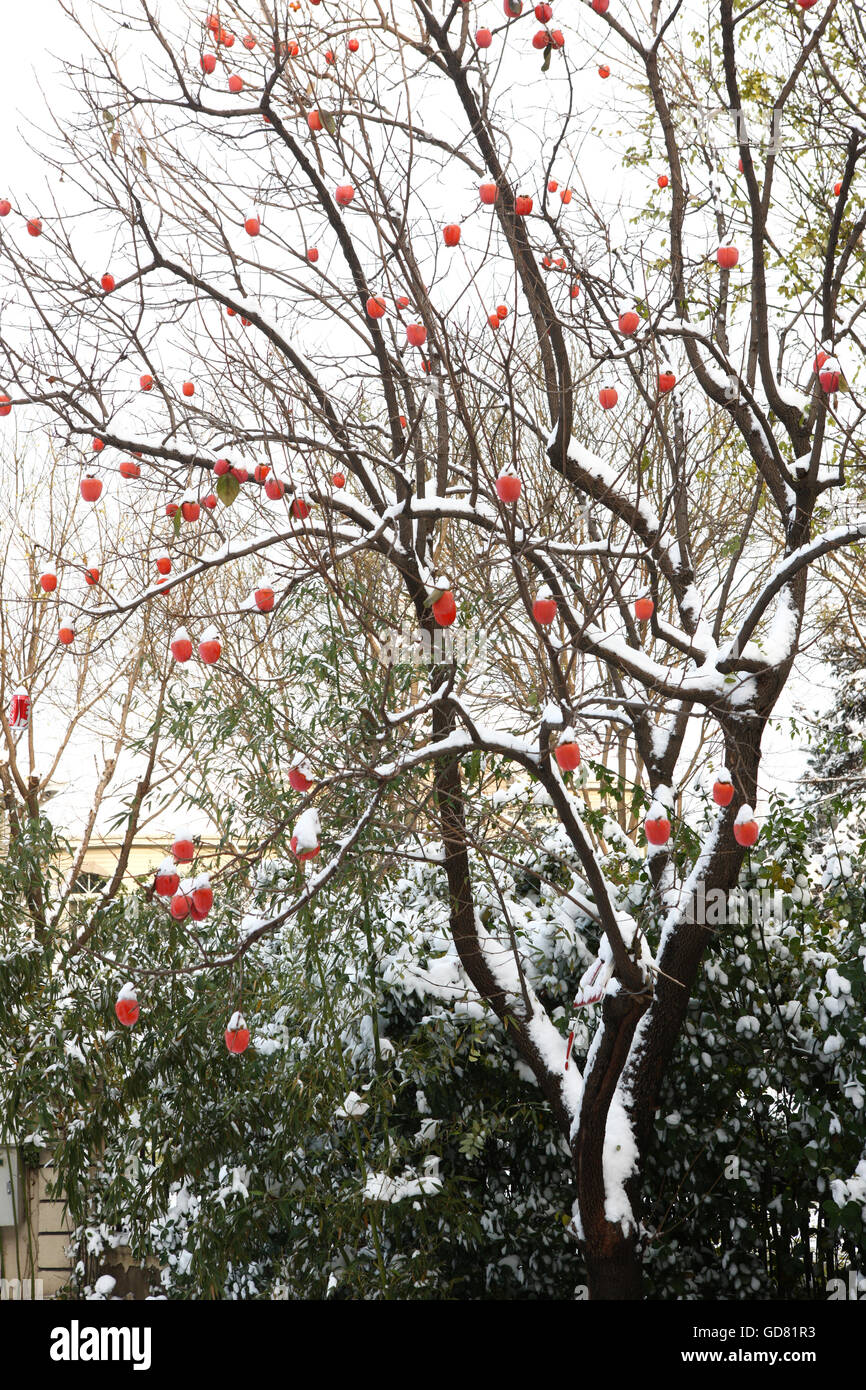 Persimmon tree hi-res stock photography and images - Alamy