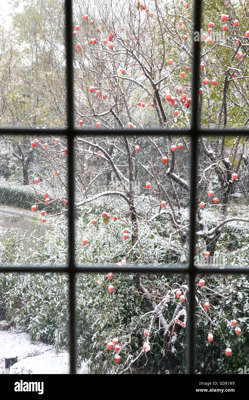 Persimmon tree winter hi-res stock photography and images - Alamy