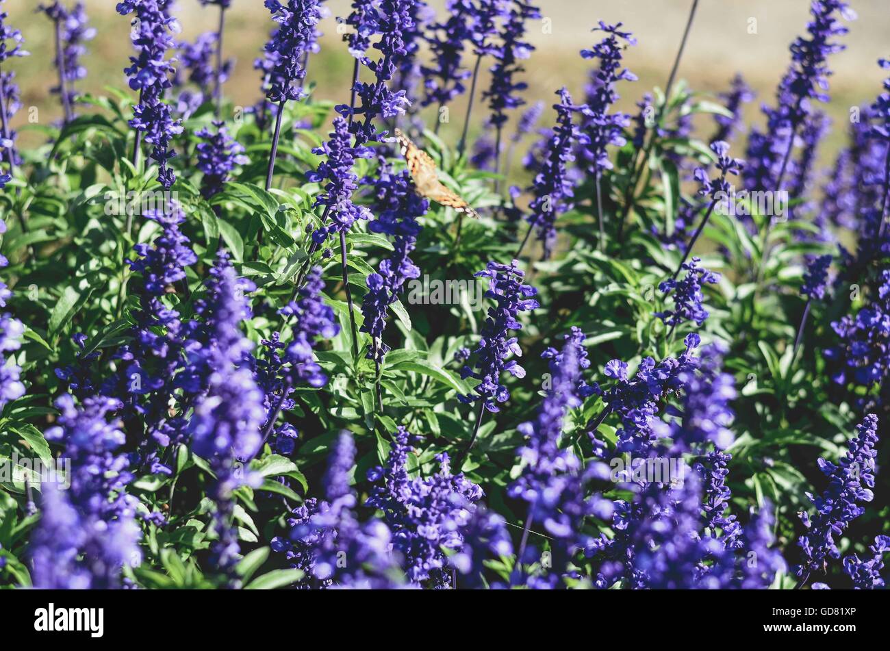 Close-Up of Lavender Fields in Japan Stock Photo - Alamy