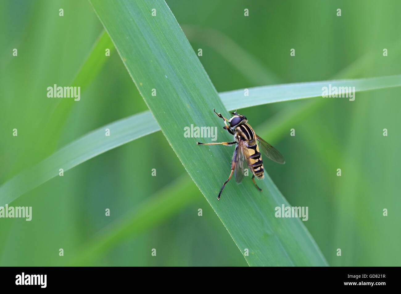 The Footballer Hoverfly (Helophilus pendulus Stock Photo - Alamy