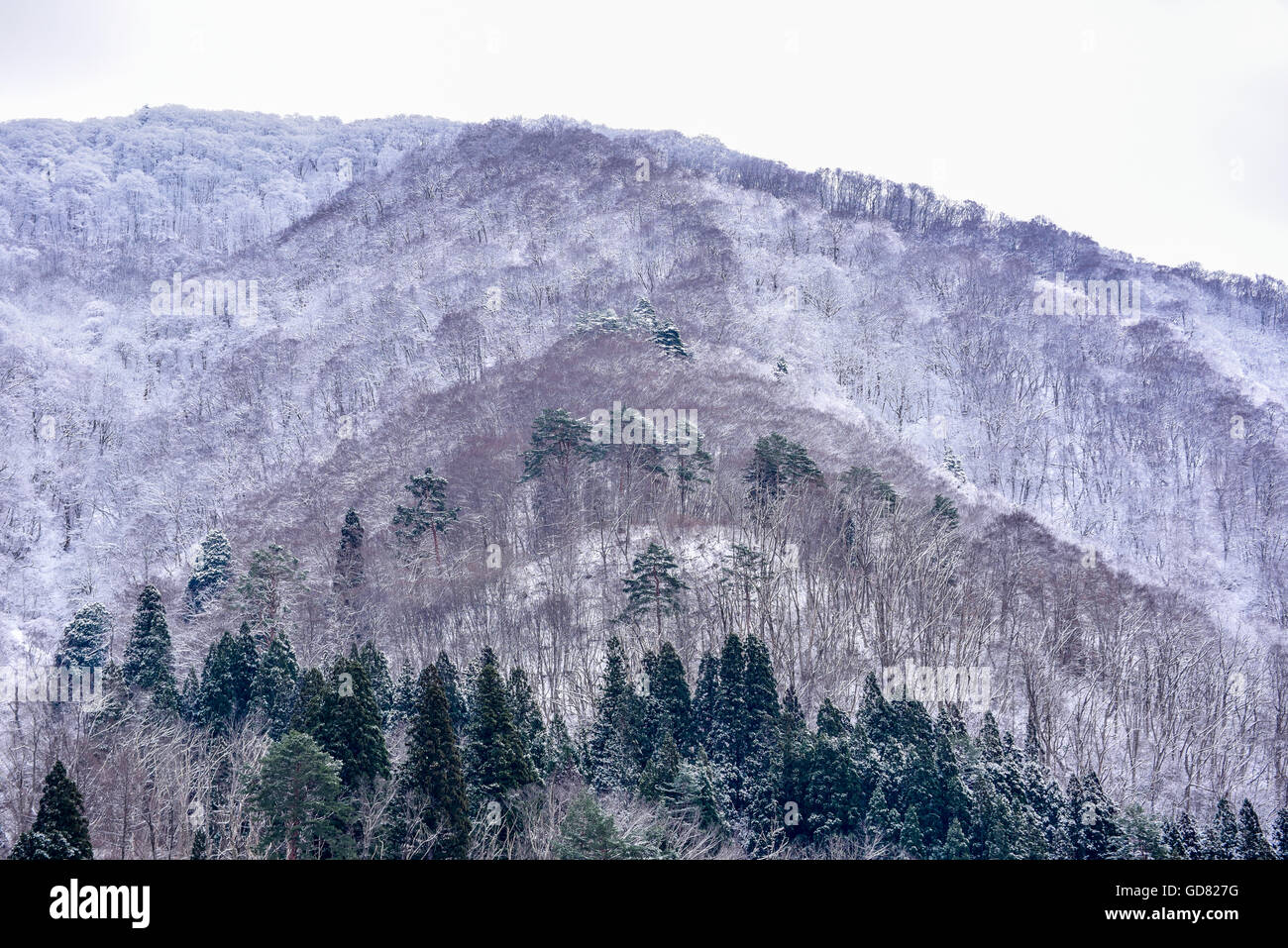 Winter Landscape in Japan Stock Photo - Alamy