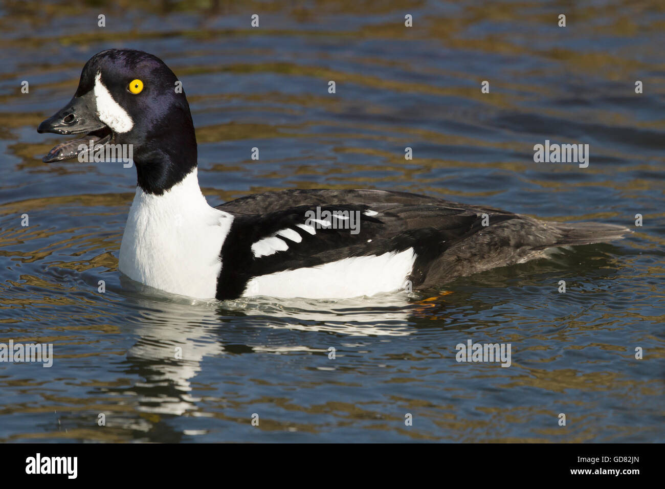 Barrow's Goldeneye Ducks Stock Photos & Barrow's Goldeneye Ducks Stock ...