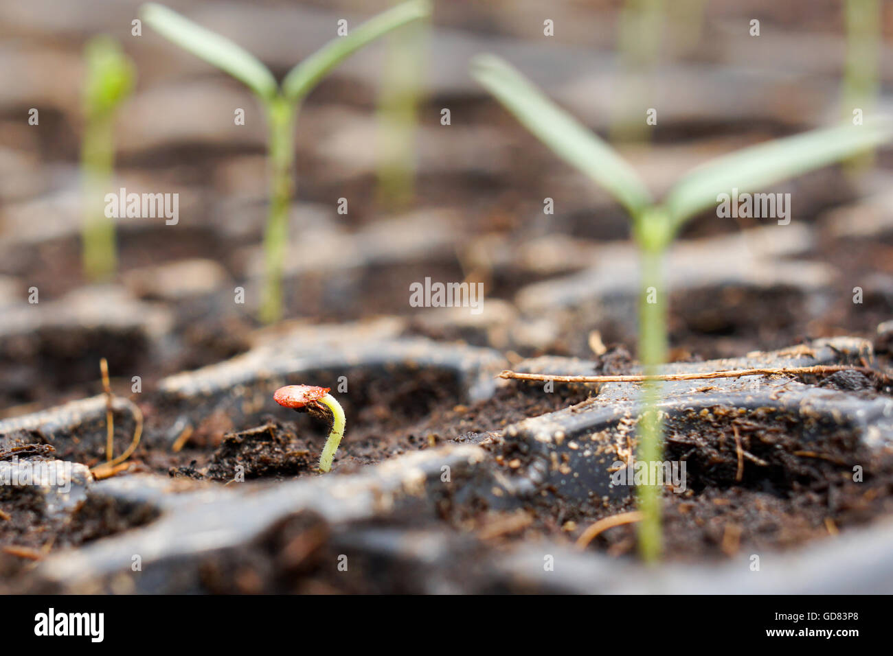 close up of tomato seedling that just emerge from soil with red color ...