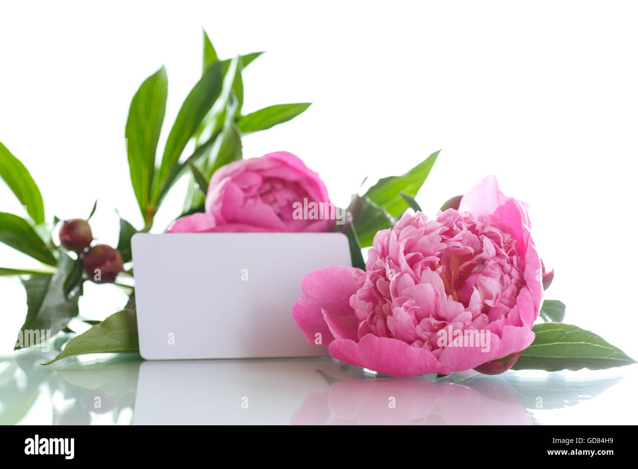 beautiful pink peonies Stock Photo - Alamy