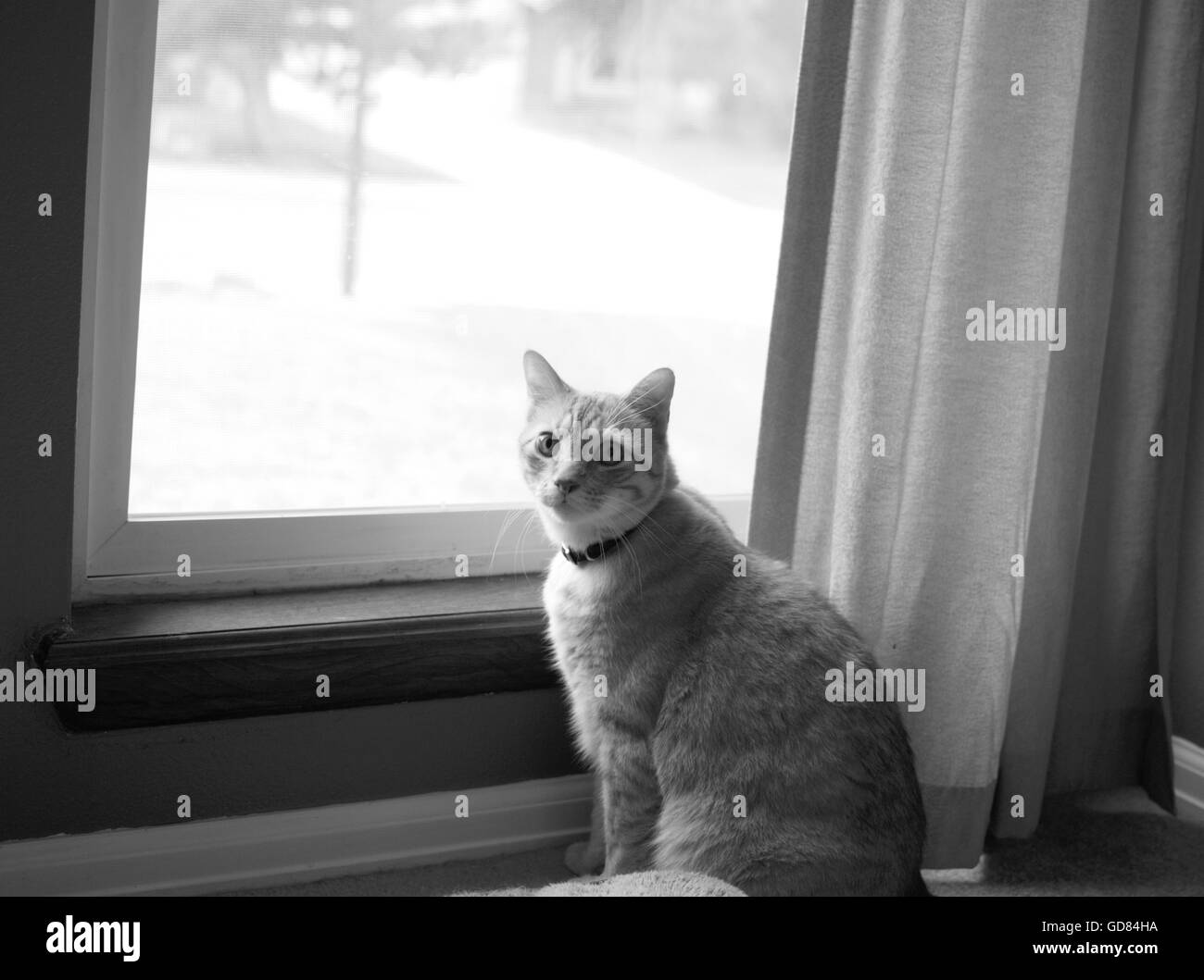 Cat at window Stock Photo - Alamy