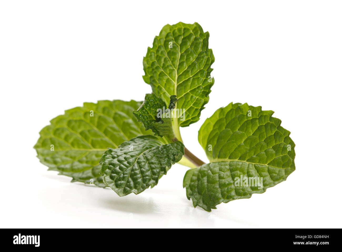 Planting mint hi-res stock photography and images - Alamy