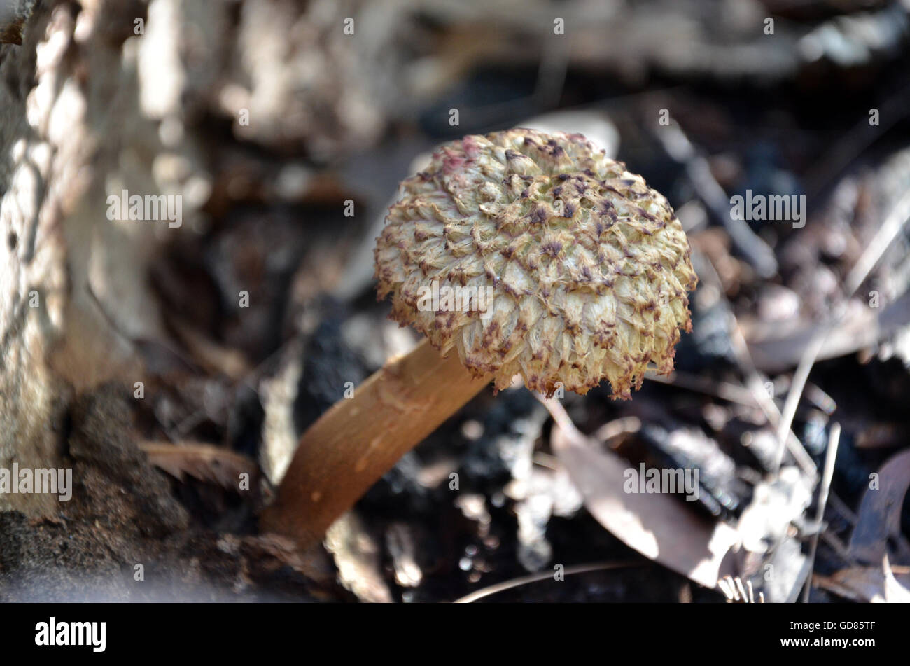 Brown shaggy cap mushroom (Boletellus emodensis) growing at the base of ...