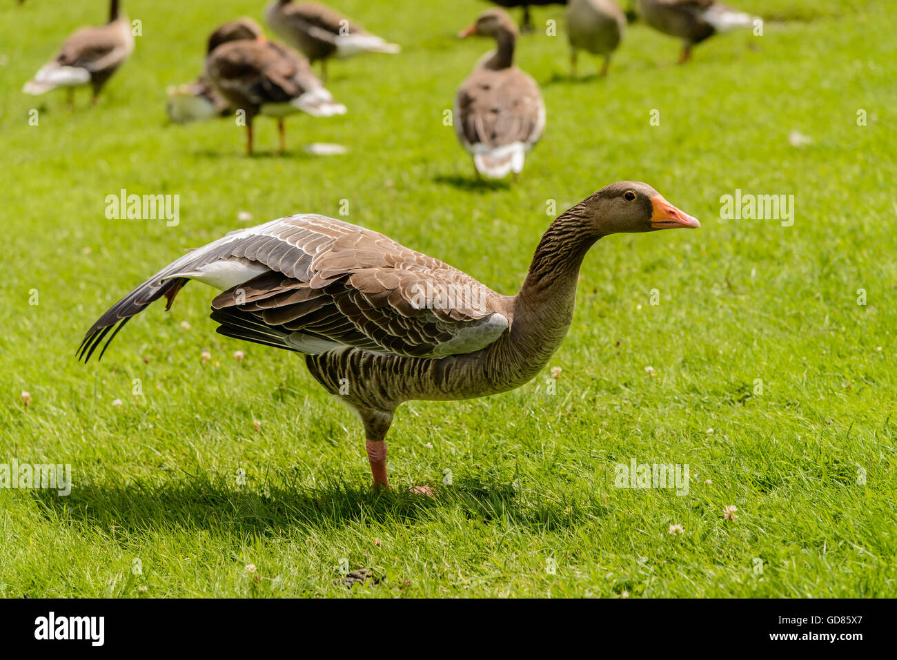 Duck one leg Stock Photo - Alamy