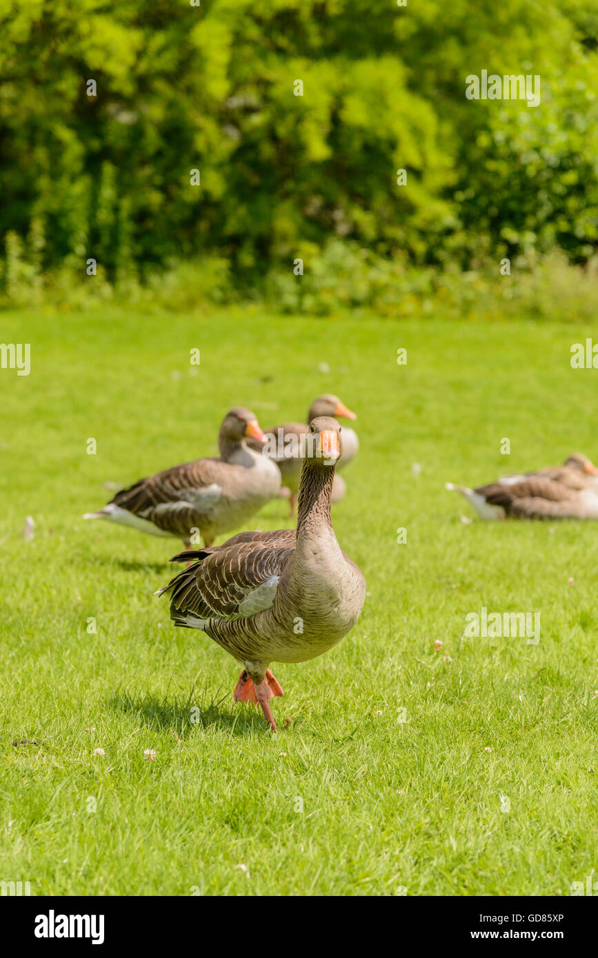 Ducks play at the park Stock Photo - Alamy