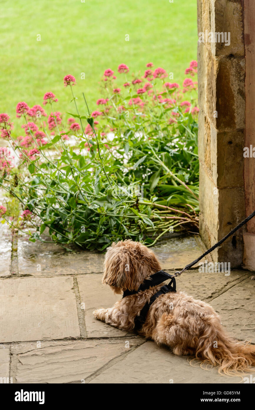 Dog is rest and watching Stock Photo - Alamy