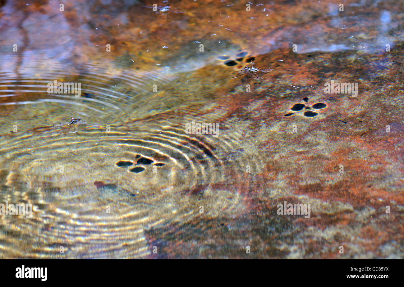 Water striders (pond skaters or Jesus bugs) and their shadows and ...