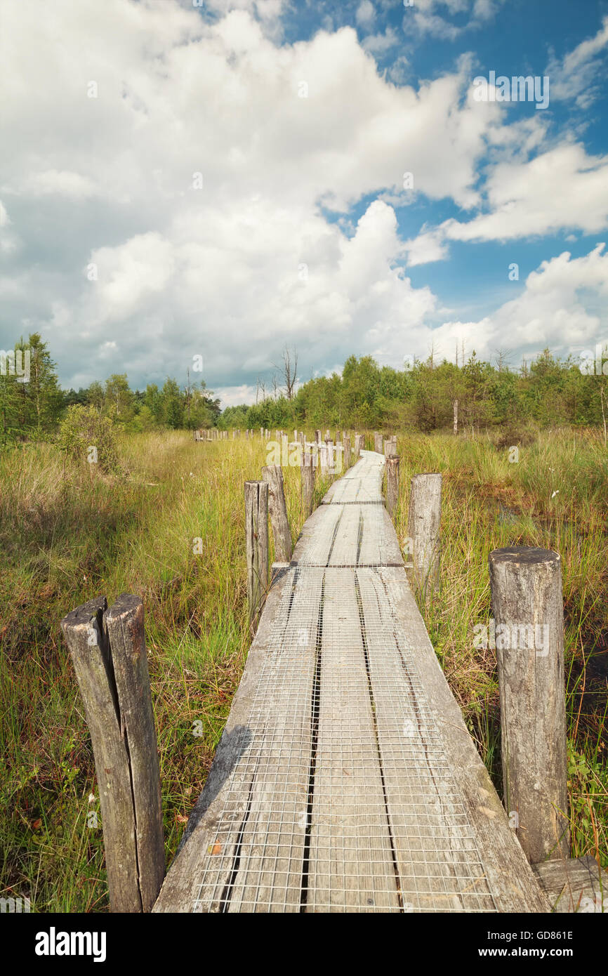 wooden path on marsh in summer Stock Photo - Alamy