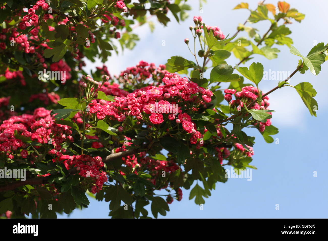 Hawthorn tree garden hi-res stock photography and images - Alamy