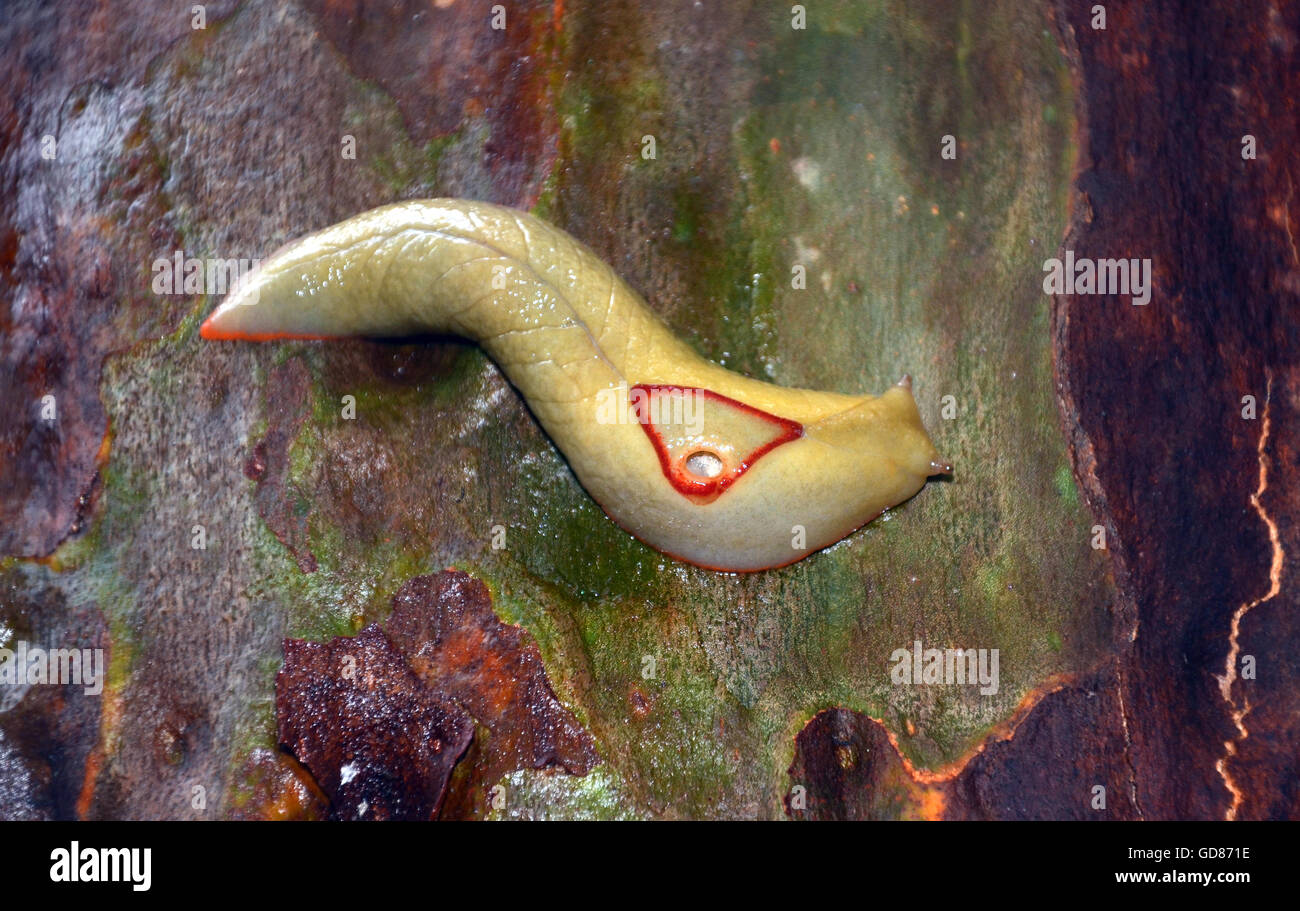 Red triangle tree slug hi-res stock photography and images - Alamy