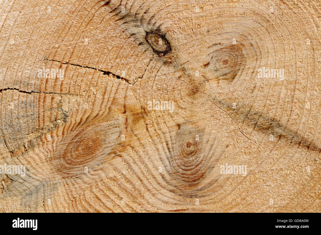 wood texture with growth rings Stock Photo - Alamy