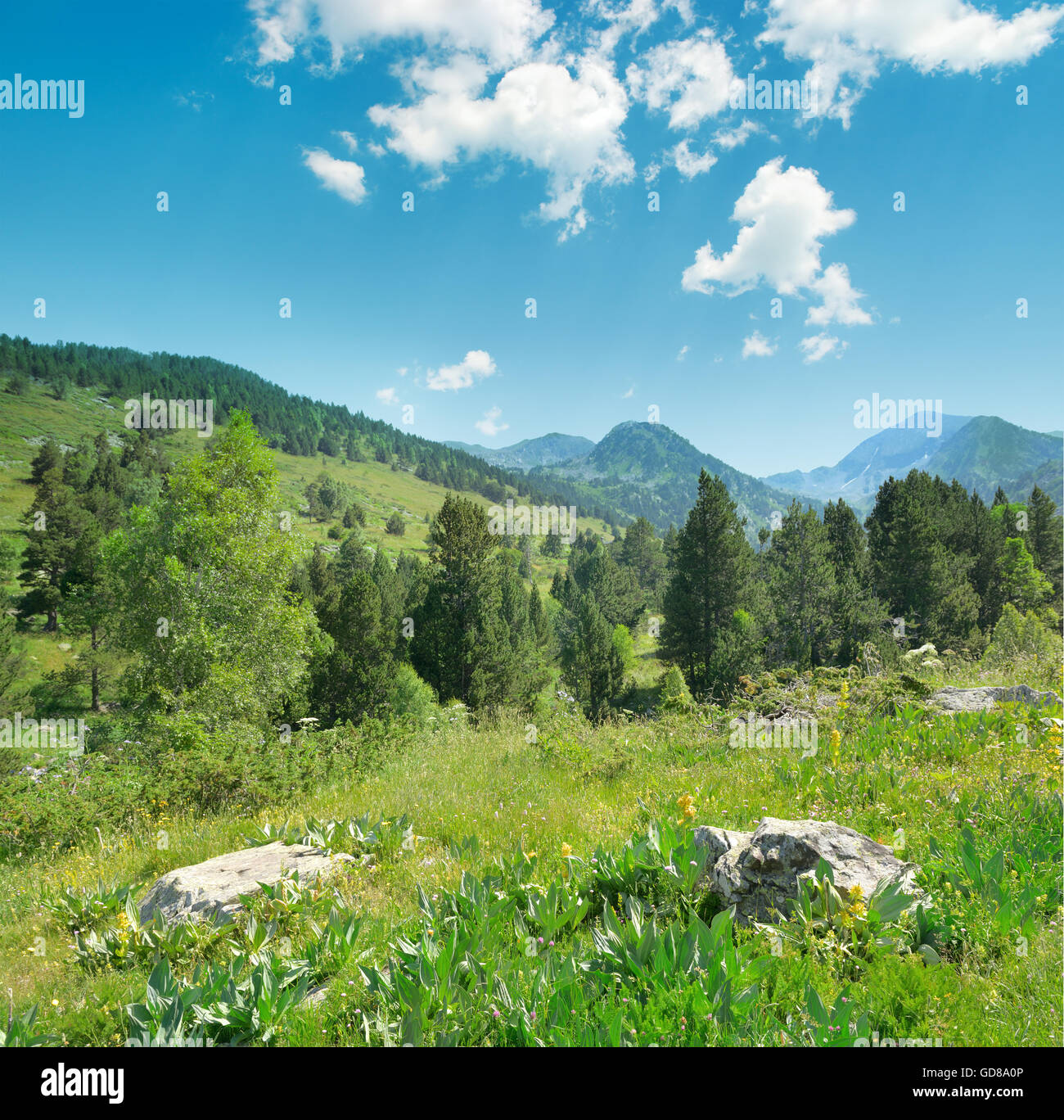 Trees hillside pine sky hi-res stock photography and images - Alamy
