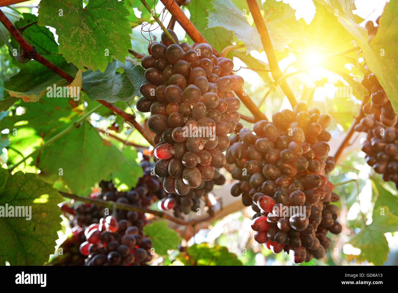 Grapes farming sun hi-res stock photography and images - Alamy