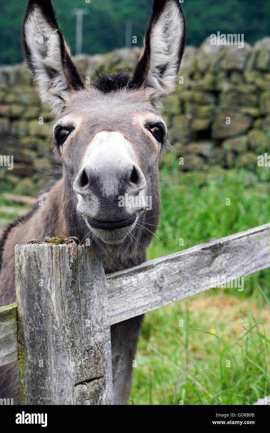 Donkey High Resolution Stock Photography and Images - Alamy