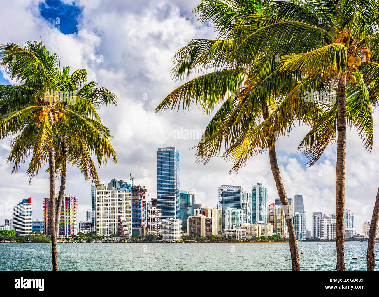 Florida tropical palm trees hi-res stock photography and images - Alamy
