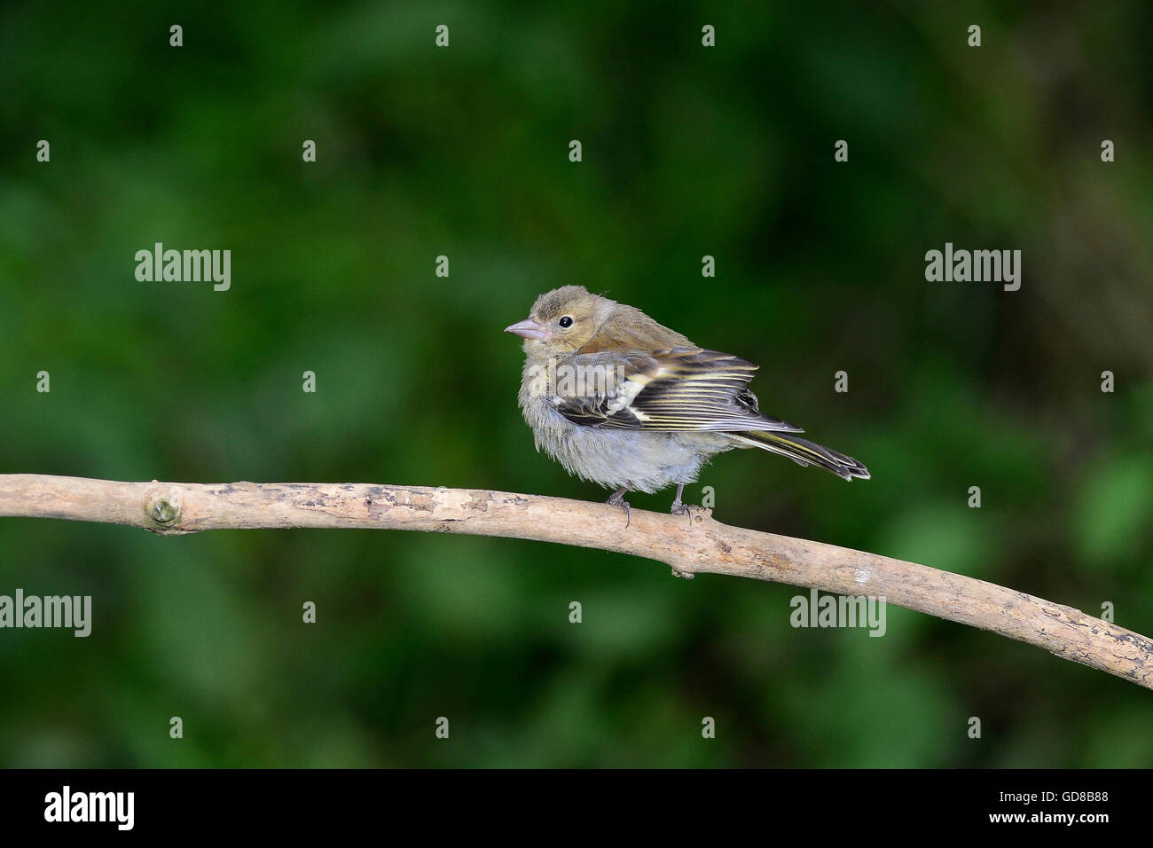 British chaffinches hi-res stock photography and images - Alamy