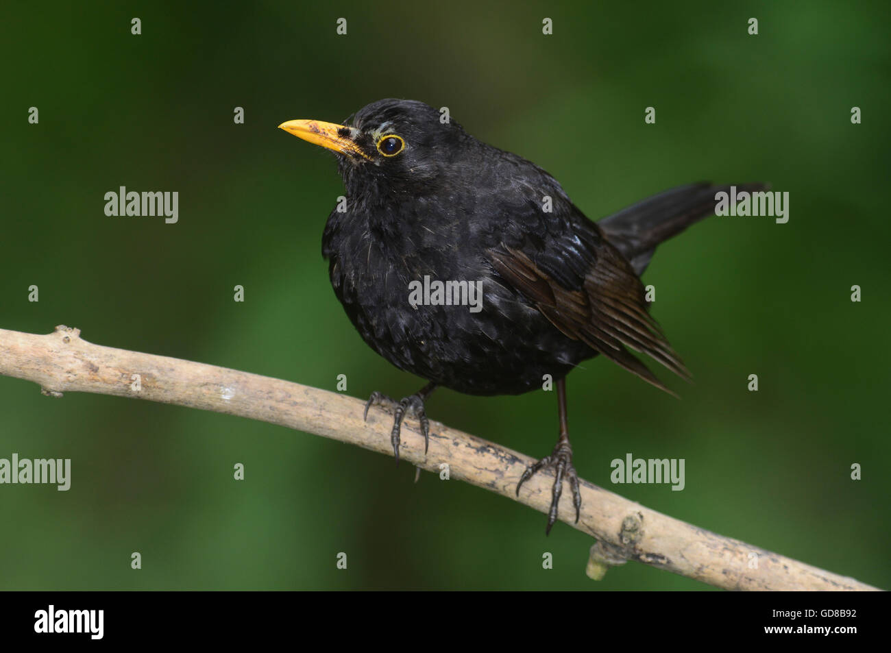 Turdus merula image hi-res stock photography and images - Alamy