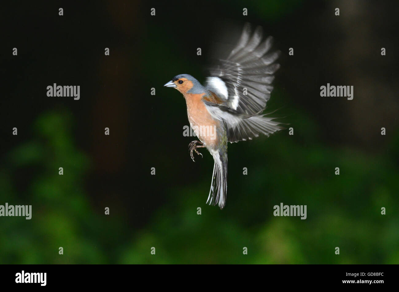 Flight garden hi-res stock photography and images - Alamy