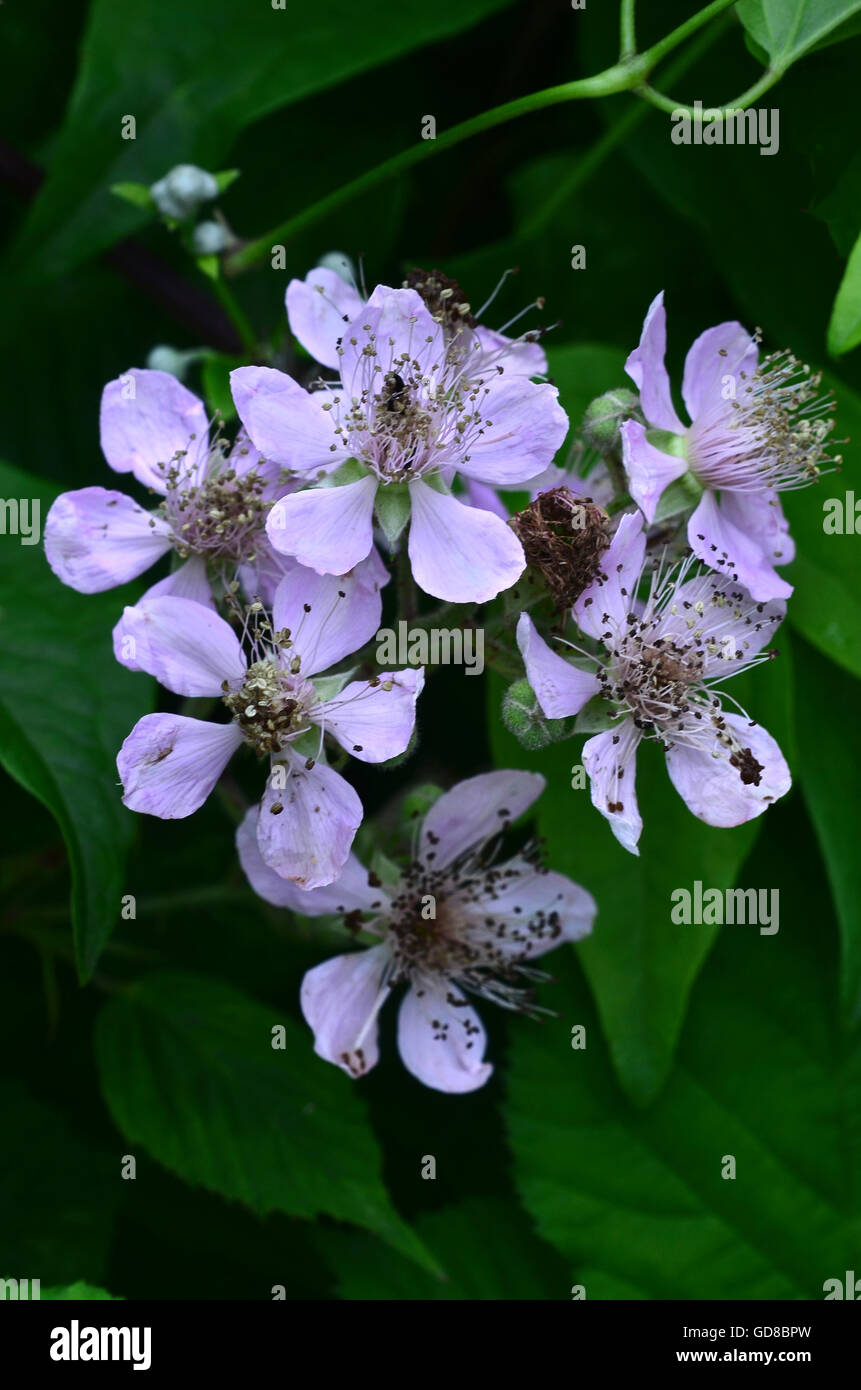 Rubus fruticosus hi-res stock photography and images - Alamy