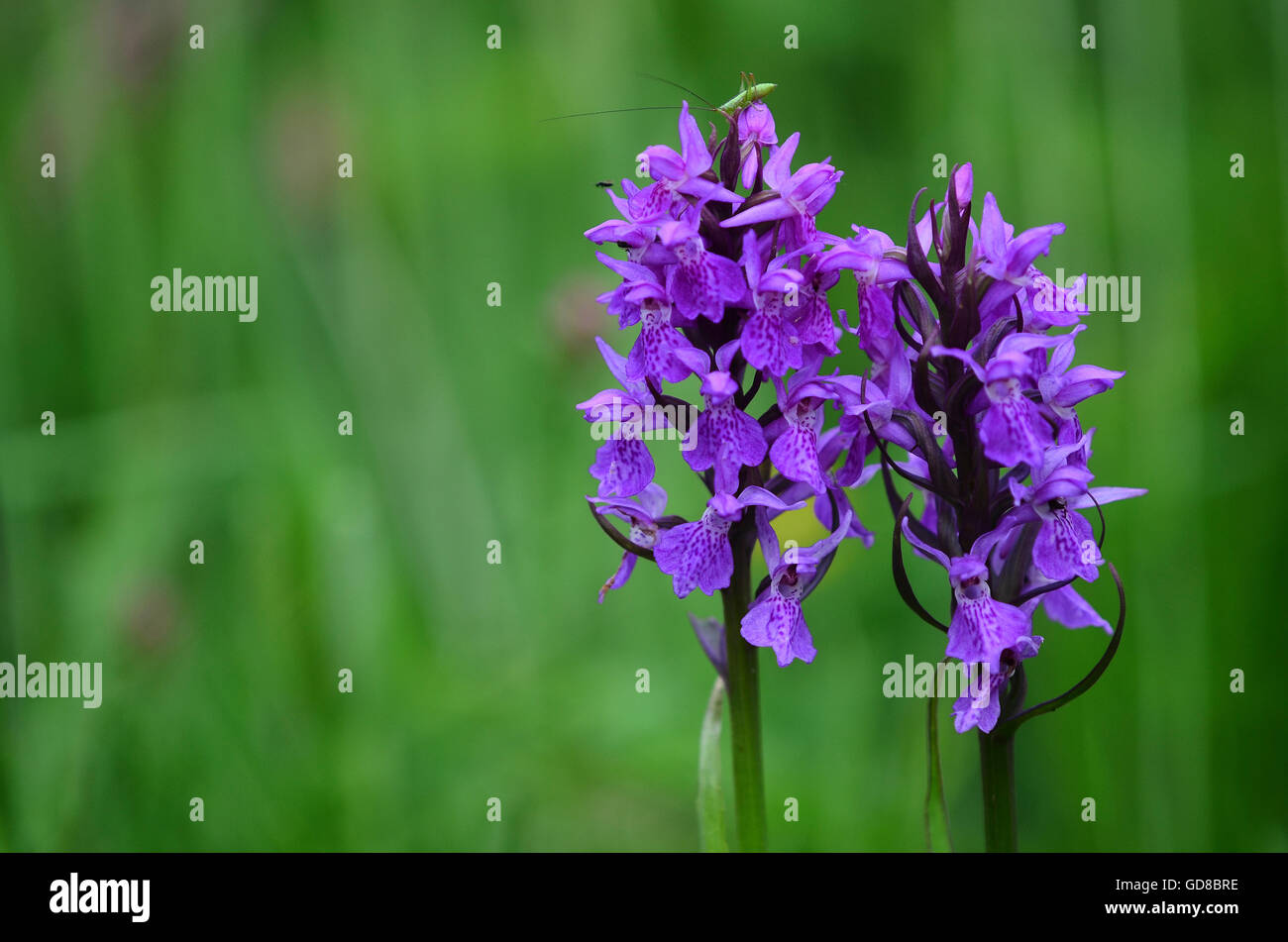 Southern marsh hi-res stock photography and images - Alamy