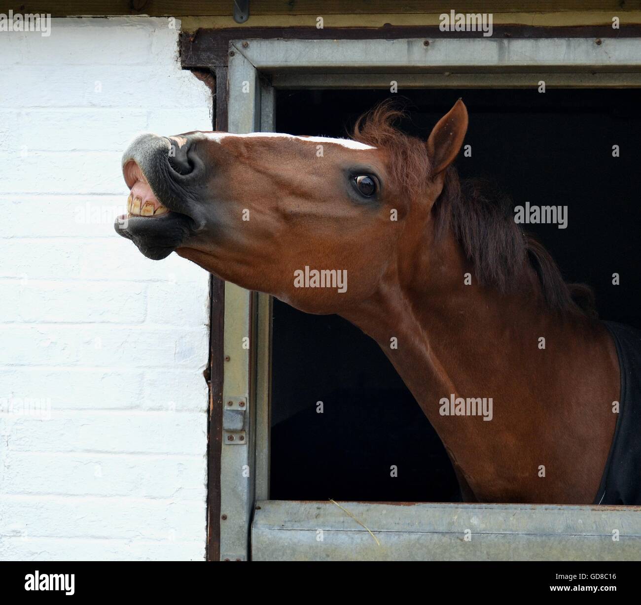 A laughing, talking horse with his head out of stable Stock Photo - Alamy