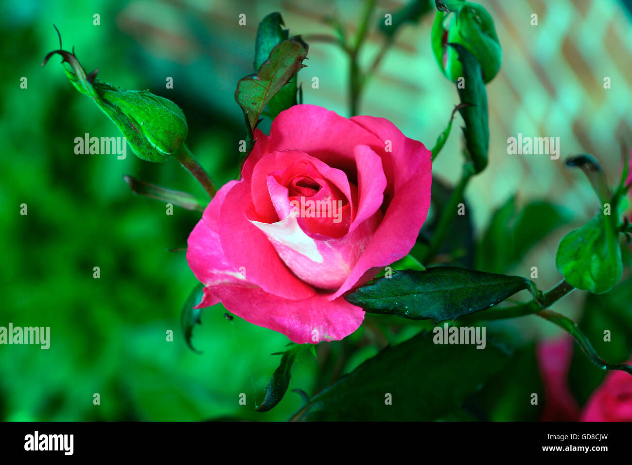PINK ROSE BLOOMING IN THE SUN Stock Photo - Alamy