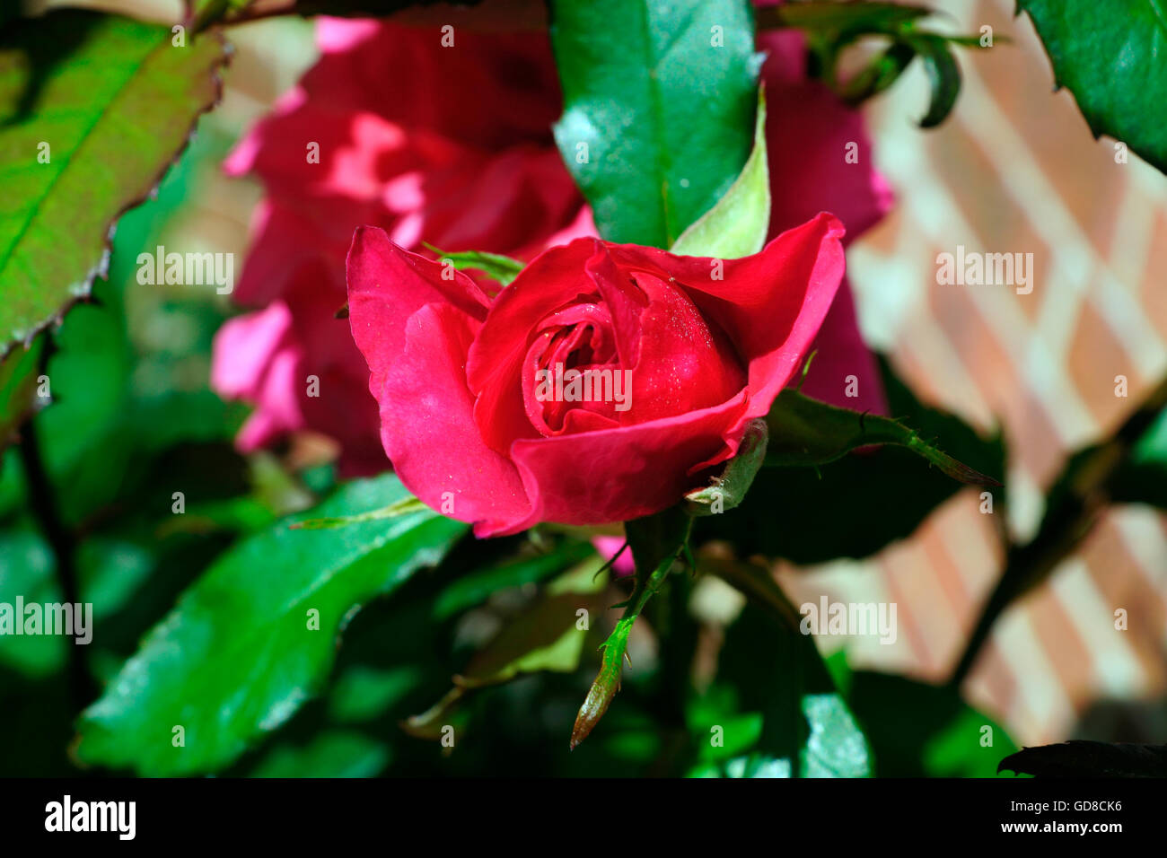 RED ROSE IN THE SUN Stock Photo - Alamy