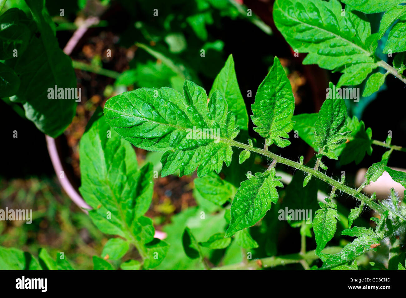 Tomato bush garden uk hi-res stock photography and images - Alamy