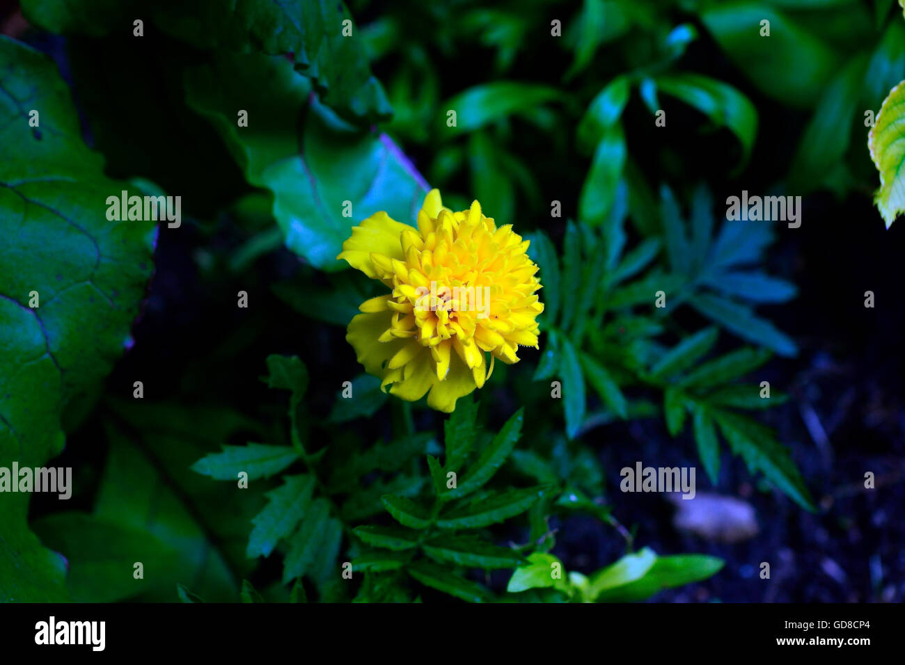 Marigold honeycomb hi-res stock photography and images - Alamy