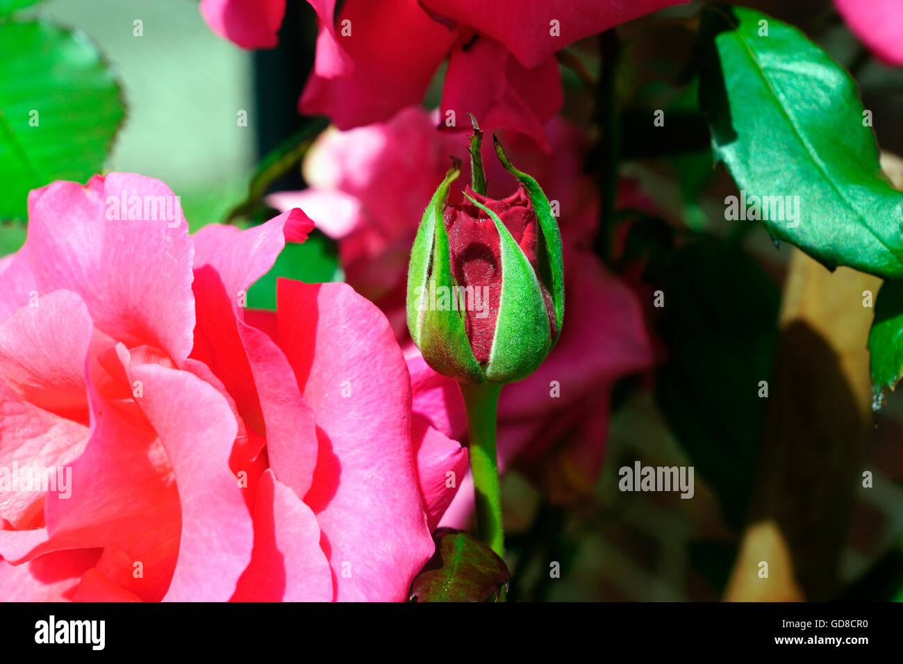 RED ROSE STARTING TO FLOWER Stock Photo - Alamy