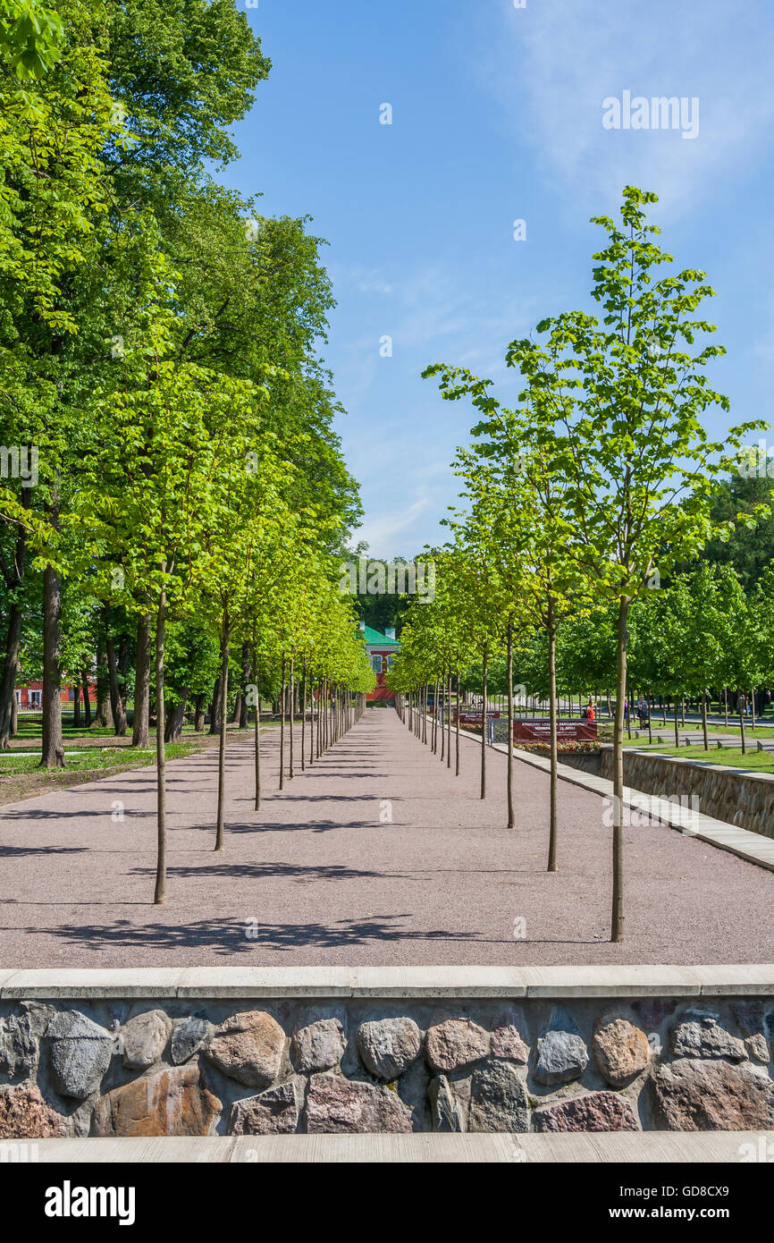 Newly Planted Trees Stock Photo - Alamy