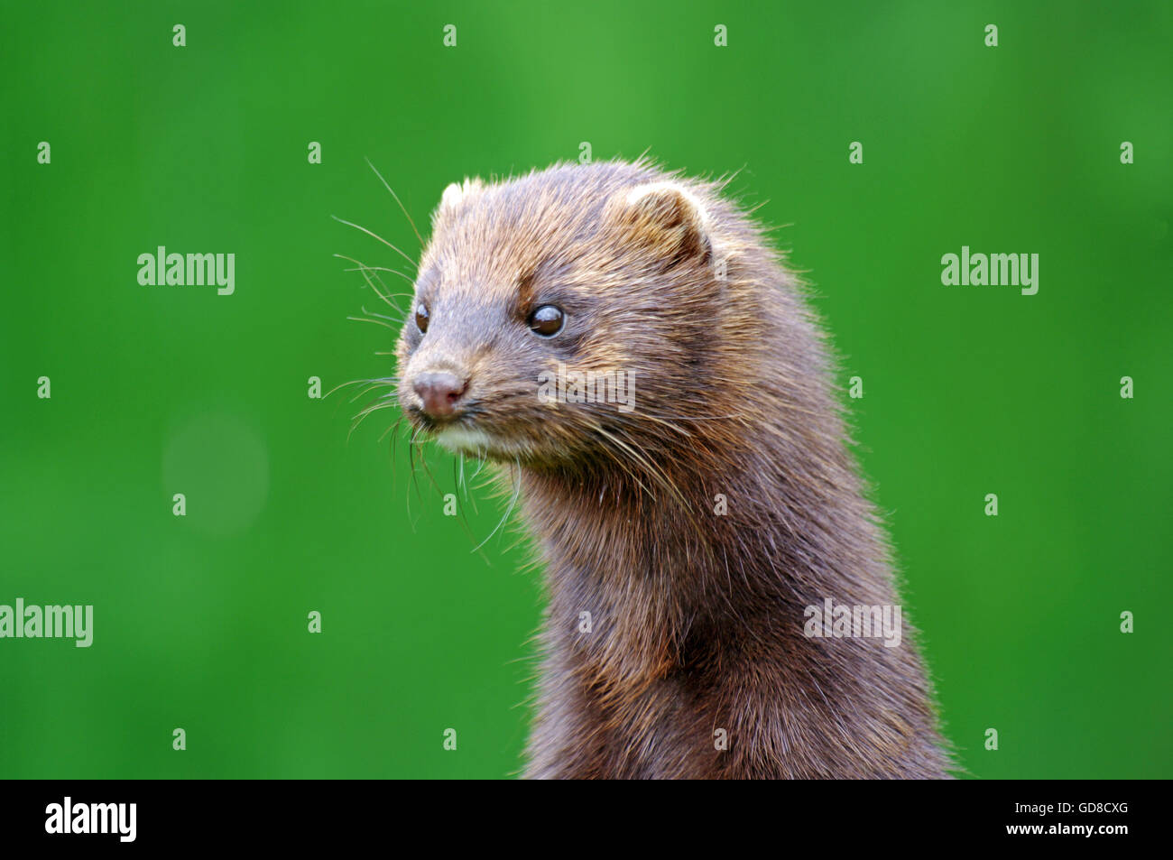 American mink hi-res stock photography and images - Alamy