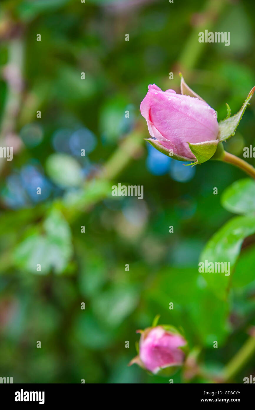 Pink Roses In a Garden Stock Photo - Alamy