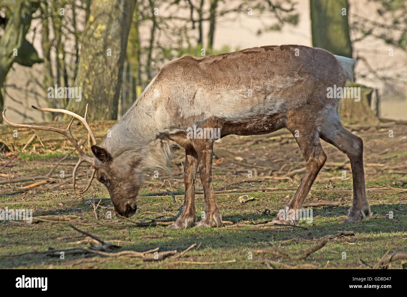 RAINDEER, Rangifer Tarundus, Northern Hemisphere Stock Photo - Alamy