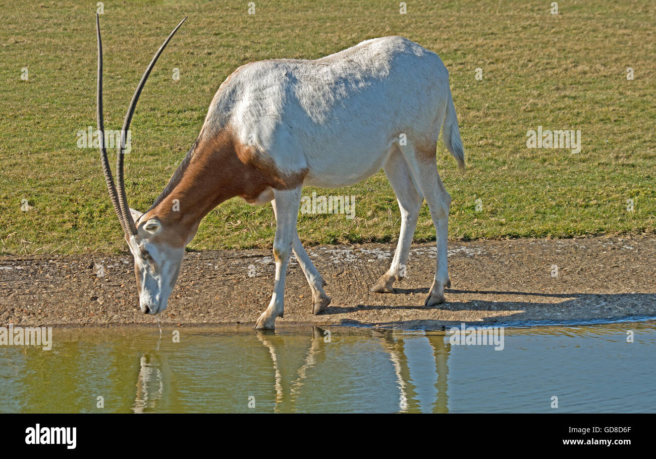 Scimitar horned oryx horns hi-res stock photography and images - Alamy
