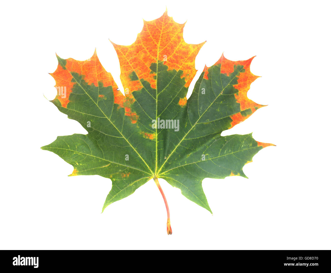 One green autumn dry maple leaf isolated on white background Stock ...