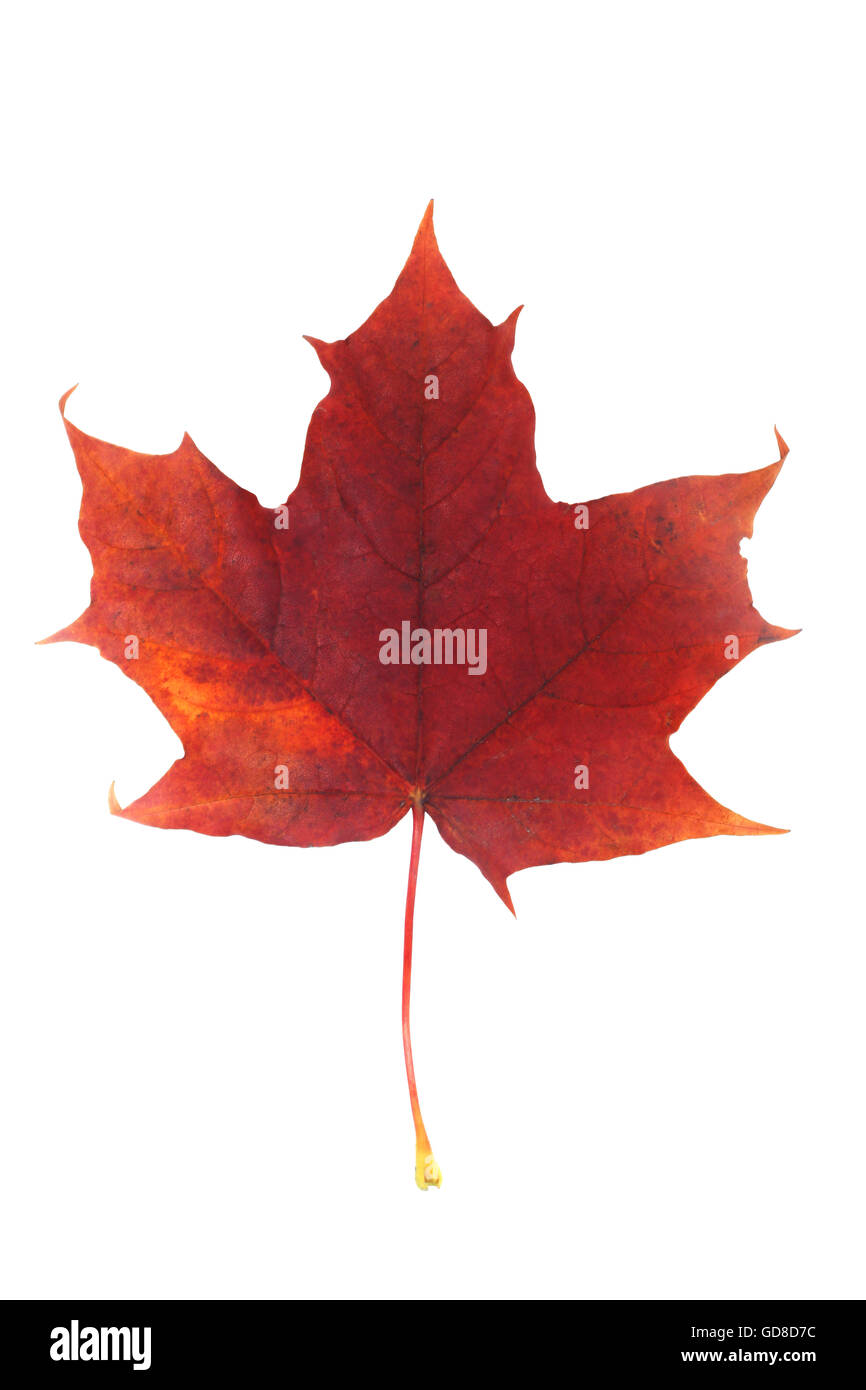 One red autumn dry maple leaf isolated on white background Stock Photo ...