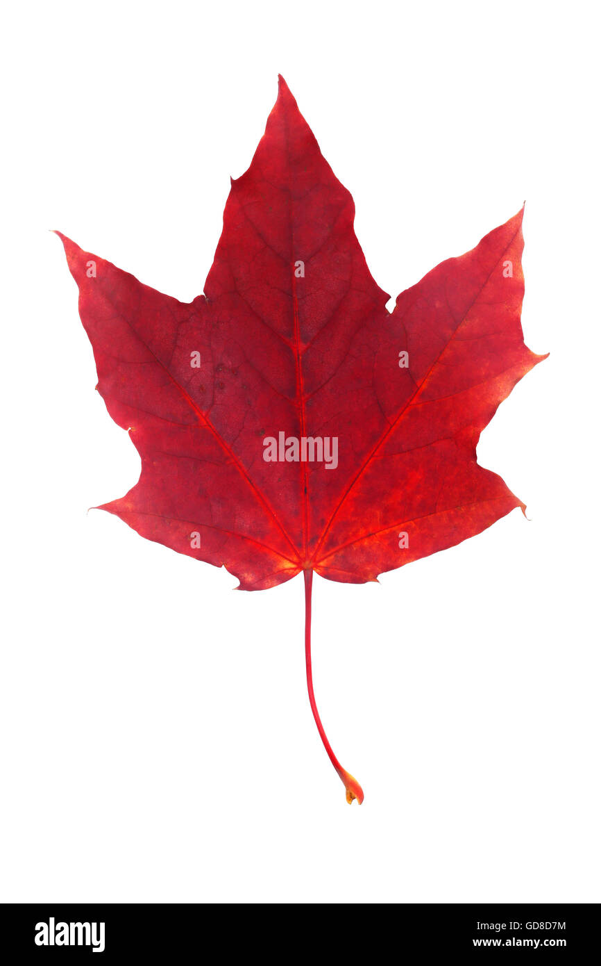 One red autumn dry maple leaf isolated on white background Stock Photo ...