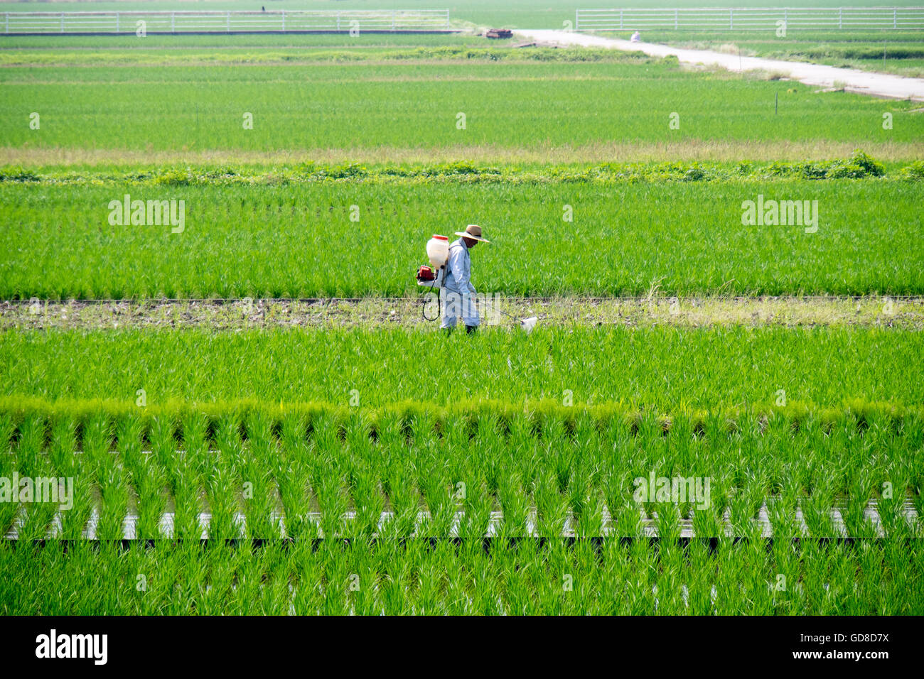 Japanese farmer rice paddy hi-res stock photography and images - Alamy