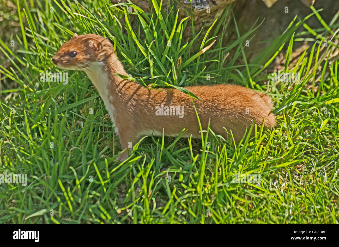 Weasel, Mustela Nivalis Stock Photo - Alamy