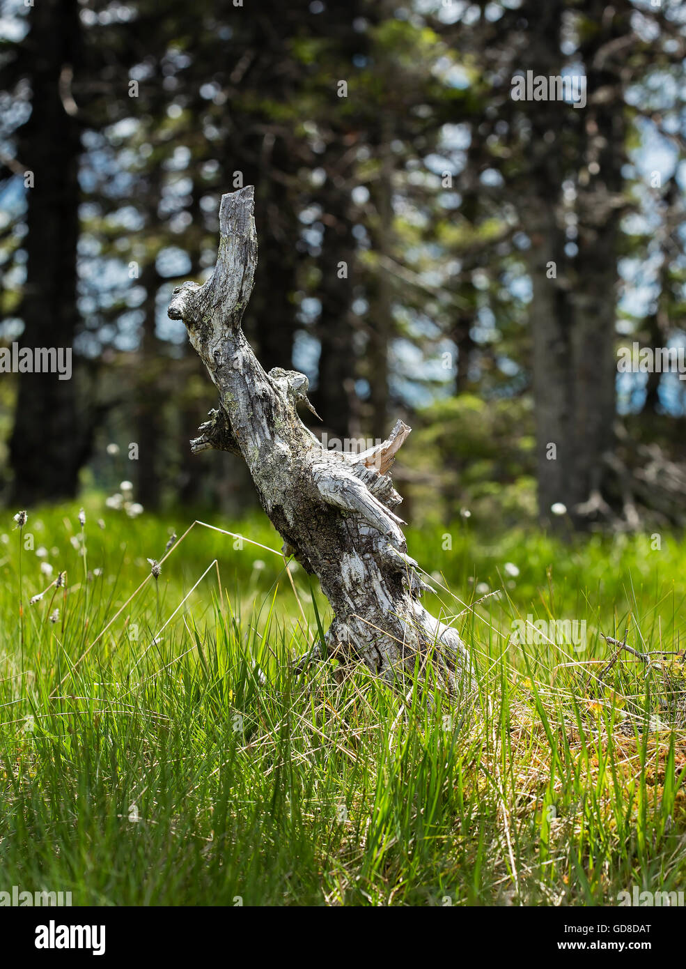 Dead tree branch life hi-res stock photography and images - Alamy