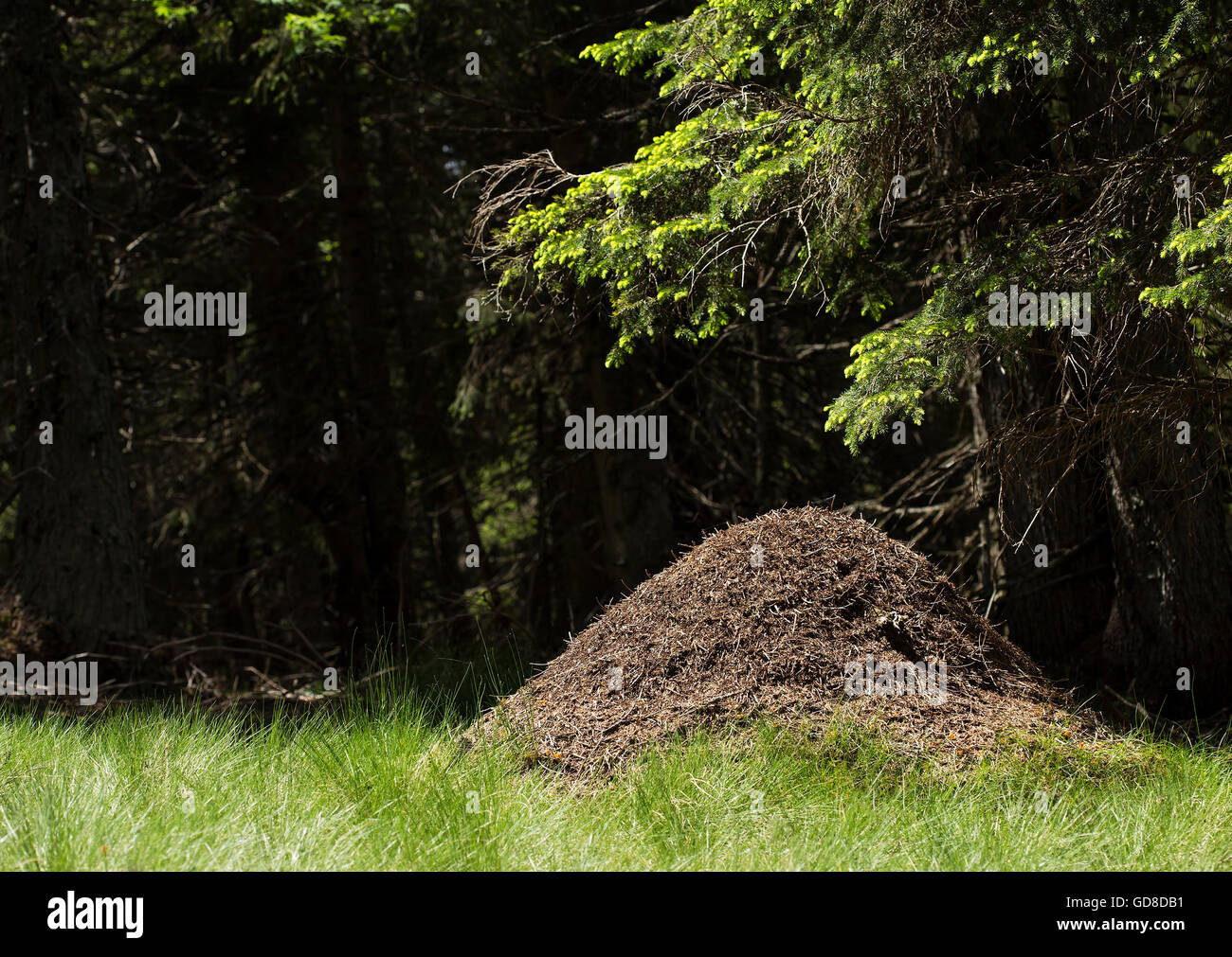 BIg ant pile in the forest Stock Photo - Alamy