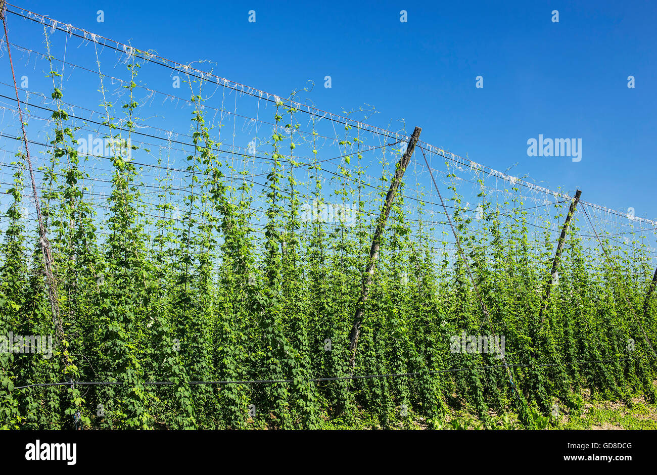 Hop growing hi-res stock photography and images - Alamy